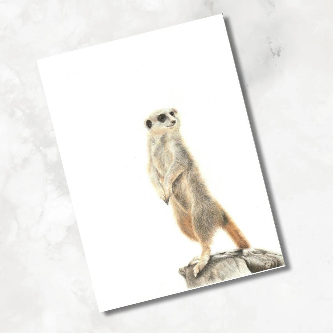 Meerkat Fine Art Print, Meerkat Drawing Print, Wildlife Portrait ...