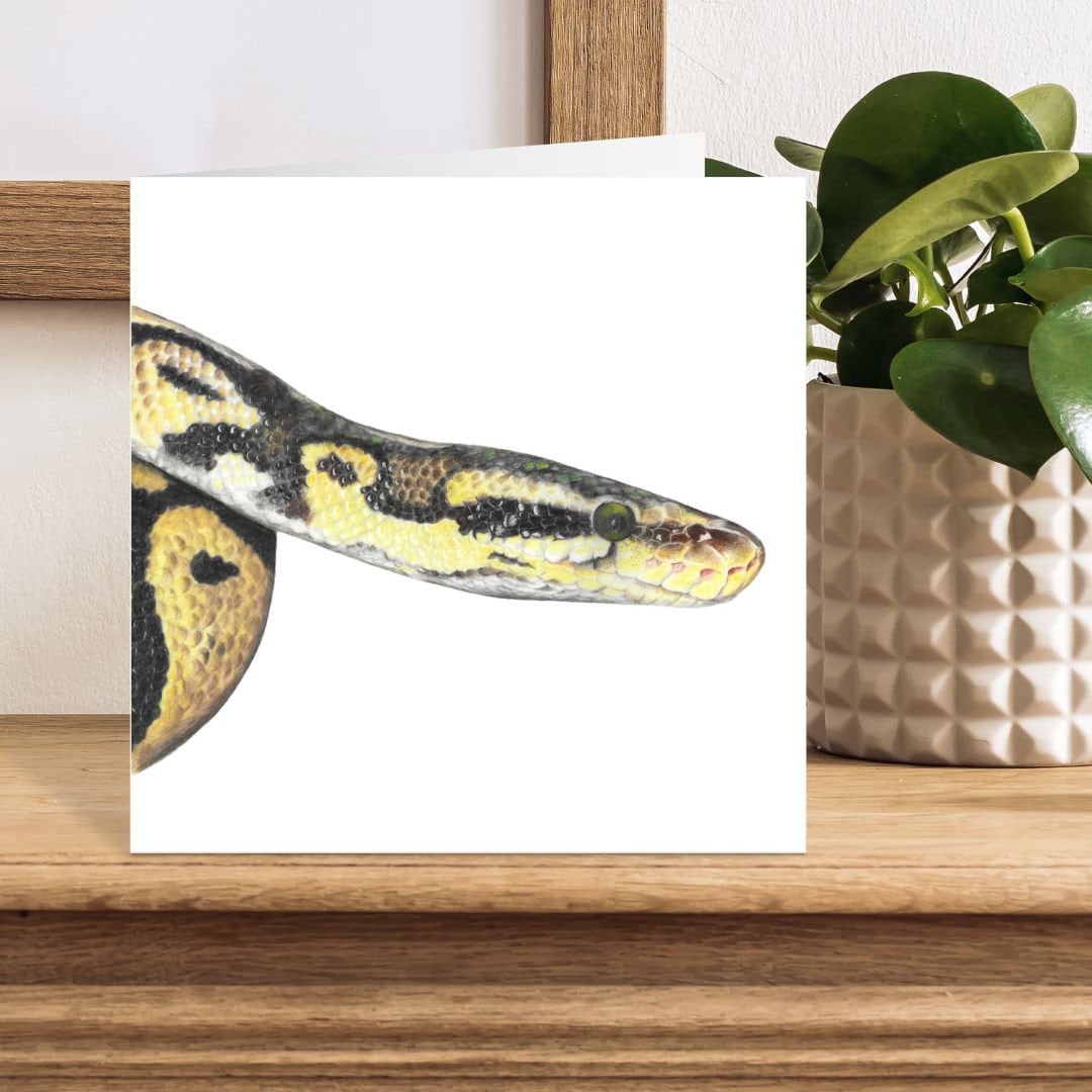 Royal Python Ball Python Greetings Card. Snake Artwork. Hand Drawn ...