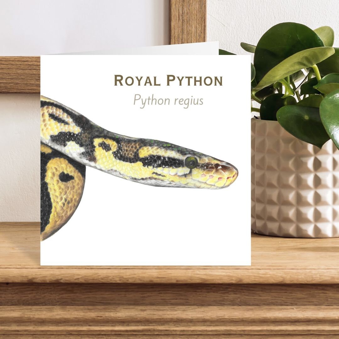 Royal Python Ball Python Greetings Card. Snake Art With Latin Name ...