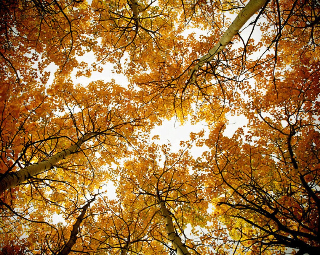 Tree Photography Fine Art Landscape Photography Woodland - Etsy