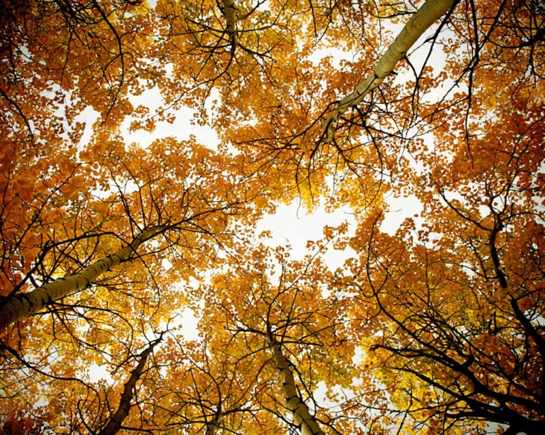 Tree Photography Fine Art Landscape Photography Woodland - Etsy