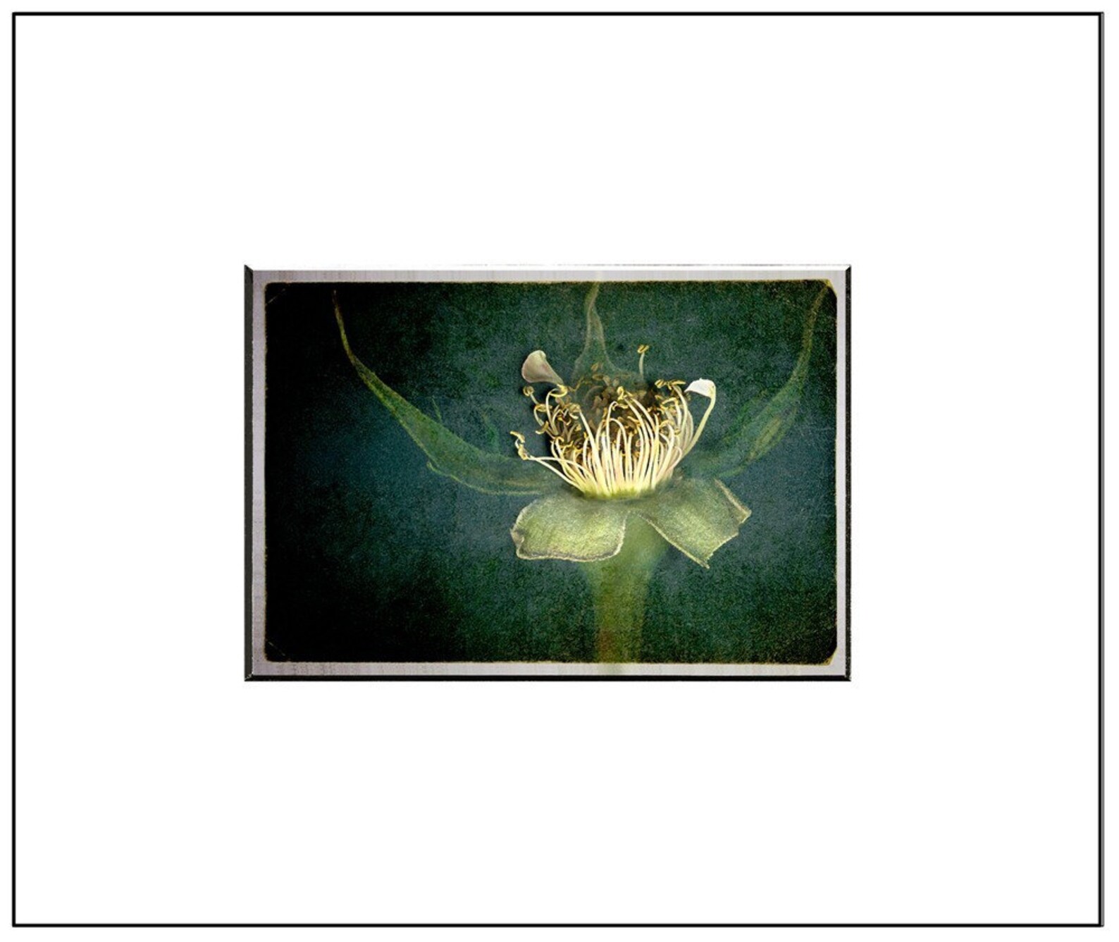 Botanical Photograph, Fine Art Photo Print Photography, Flower, Floral ...