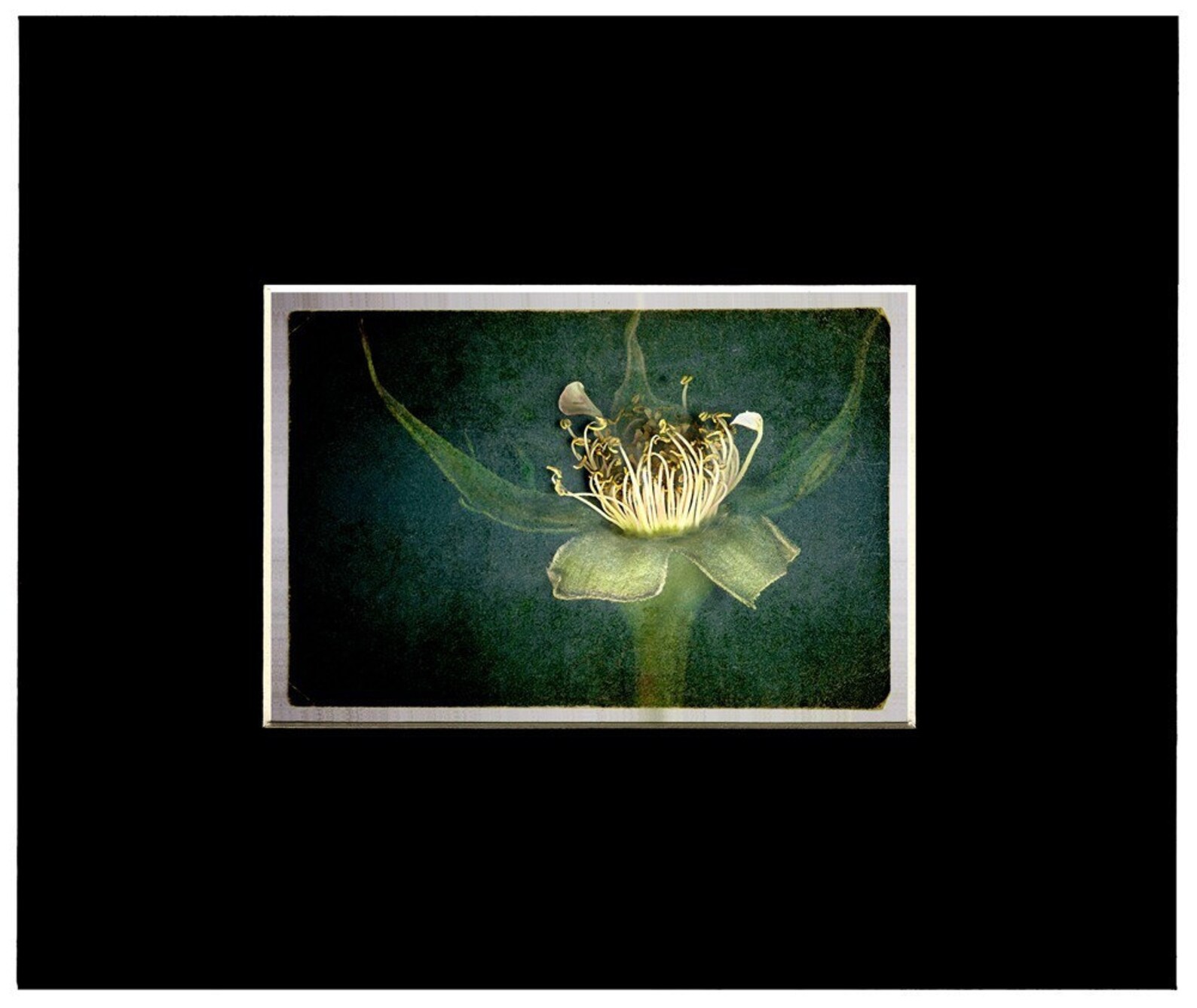 Botanical Photograph, Fine Art Photo Print Photography, Flower, Floral ...