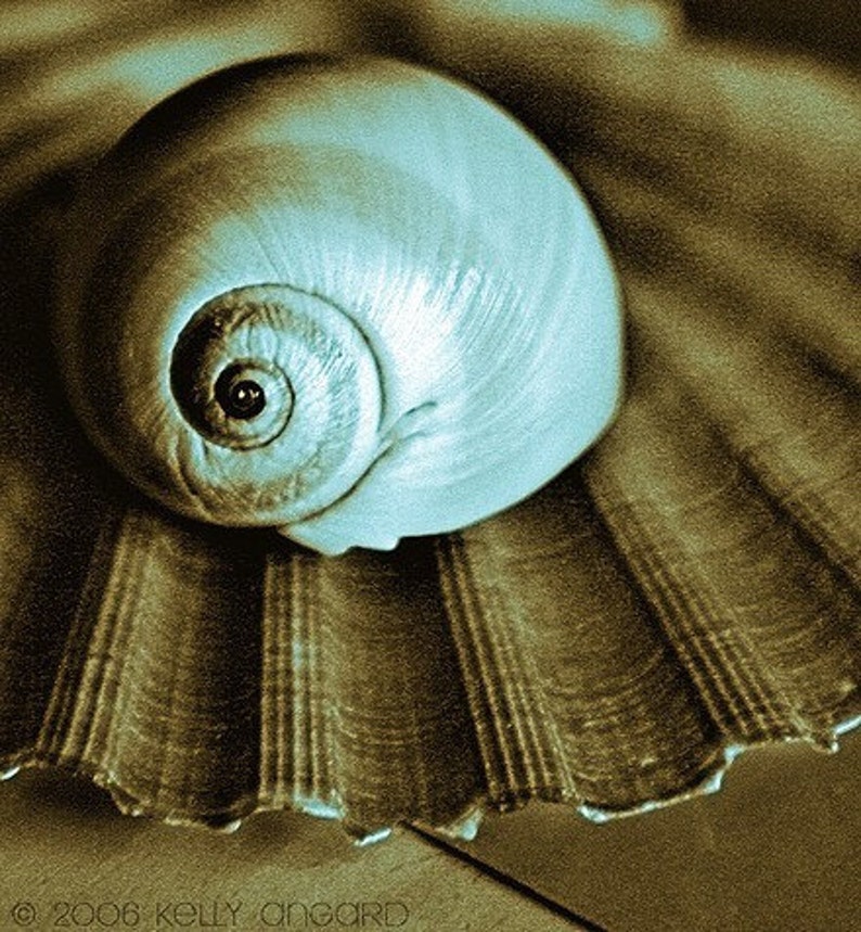 Still Life Photography, Fine Art Nature Photography, Seashell ...