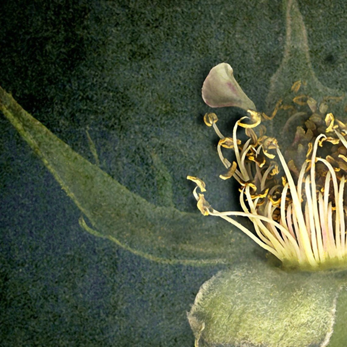 Botanical Photograph, Fine Art Photo Print Photography, Flower, Floral ...