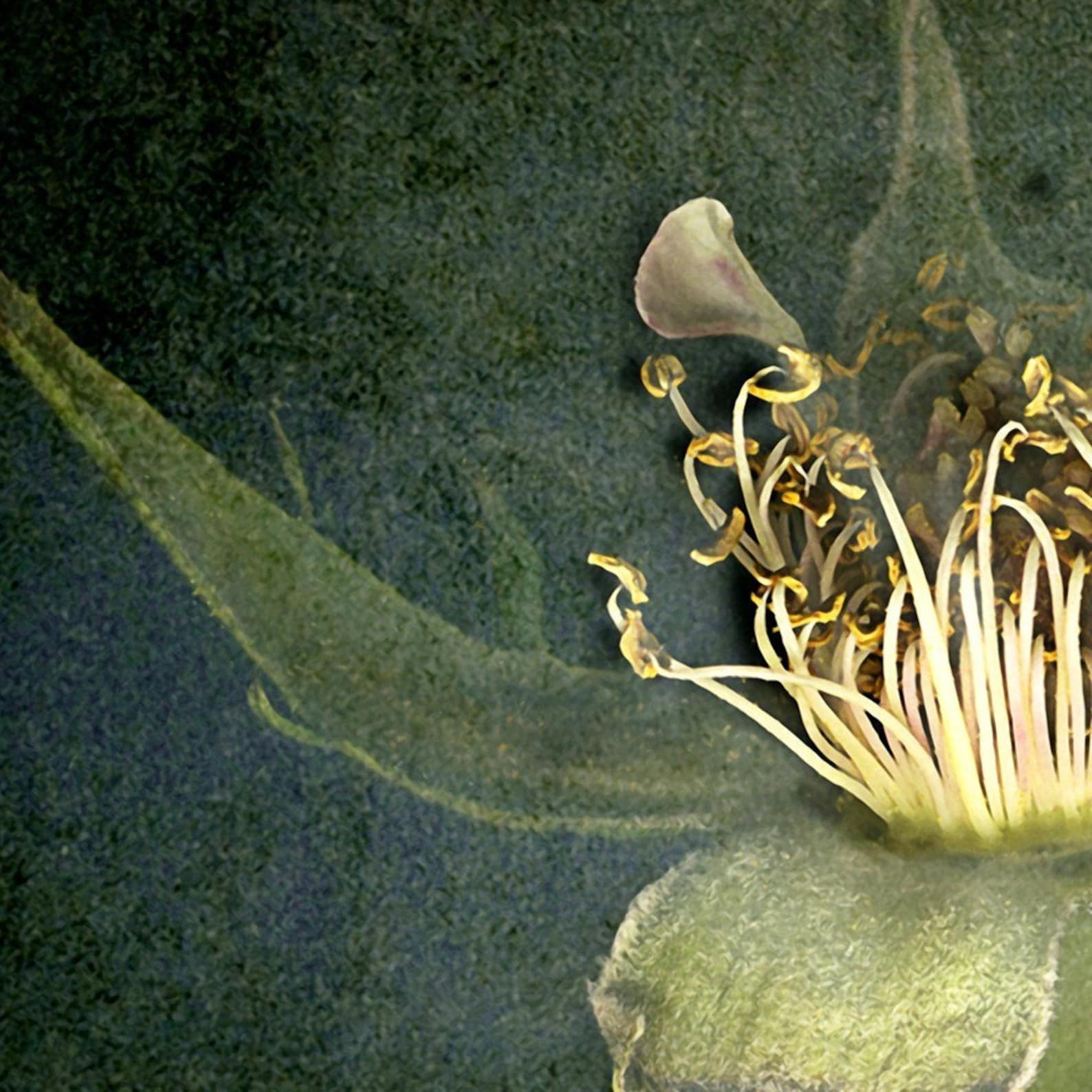 Botanical Photograph, Fine Art Photo Print Photography, Flower, Floral ...