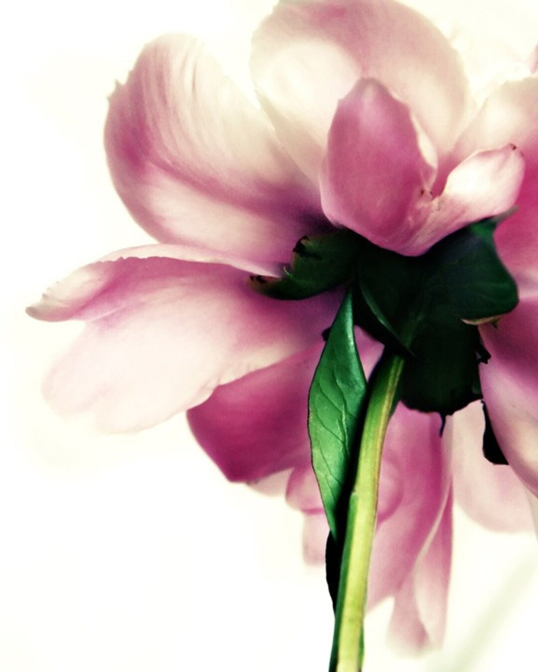 Botannical Photography, Fine Art Flower Photograph by Kelly Angard ...