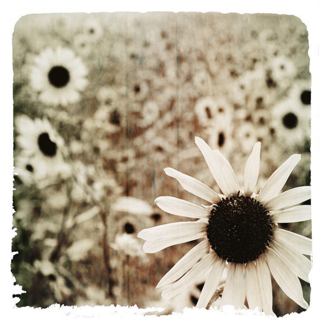 Botanical Photography, Flower Photograph - Flower, Floral, Black and ...