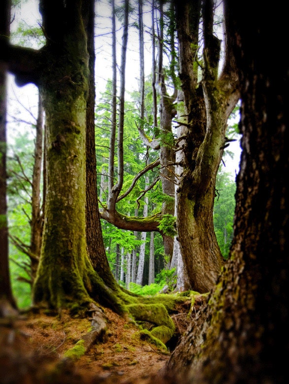 Tree Photography, Fine Art Landscape Photography, Nature Photograph ...