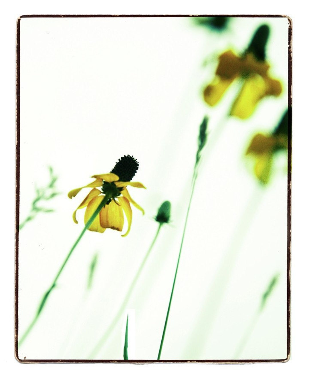 Botanical Photograph, Flower Fine Art Photography by Kelly Angard ...