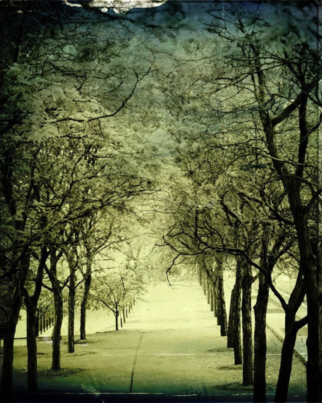 Tree Photograph, Fine Art Nature Photography, Woodland Landscape ...