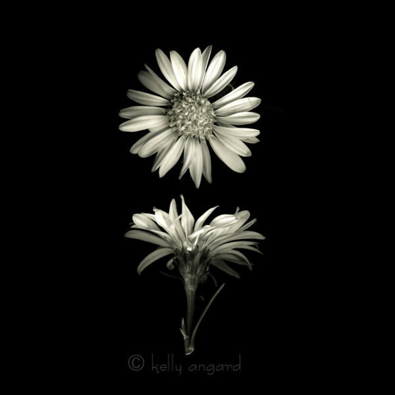 Botanical Art, Photograph, Fine Art Botanical Photography, Black and ...