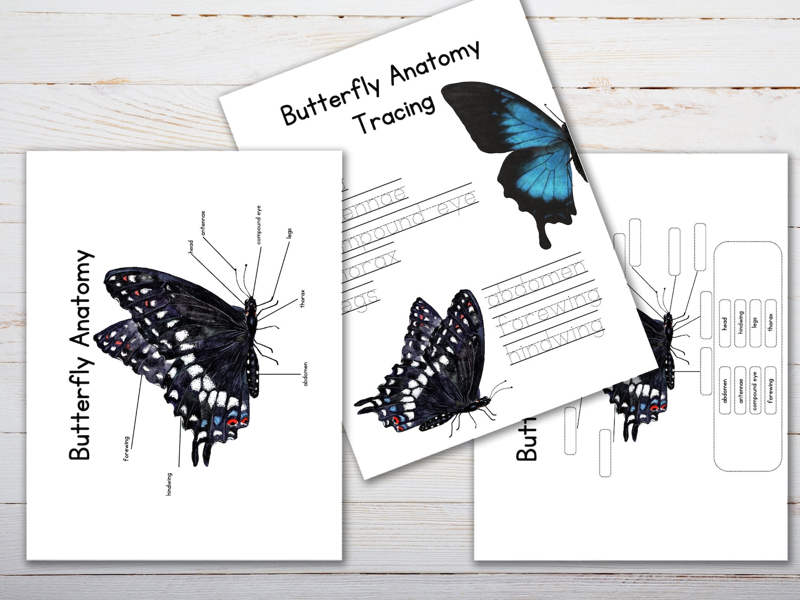 Butterfly Unit Study - Anatomy - Life Cycle - Science - Nature Study ...