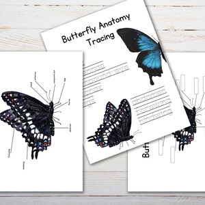 Butterfly Unit Study - Anatomy - Life Cycle - Science - Nature Study ...