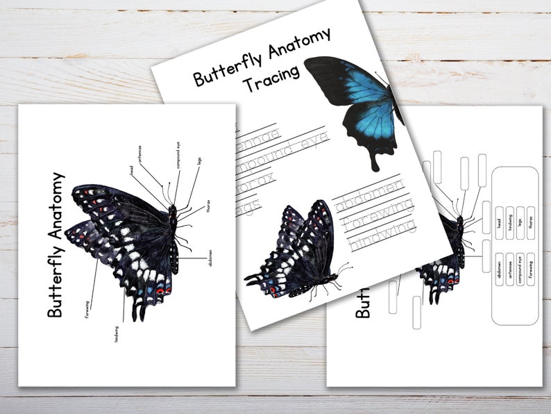 Butterfly Unit Study - Anatomy - Life Cycle - Science - Nature Study ...