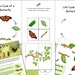 Butterfly Unit Study - Anatomy - Life Cycle - Science - Nature Study ...