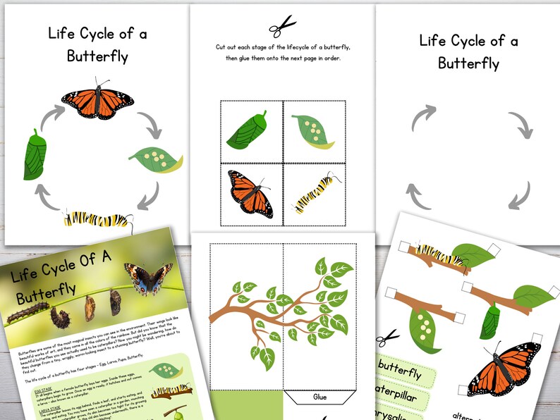 Butterfly Unit Study - Anatomy - Life Cycle - Science - Nature Study ...