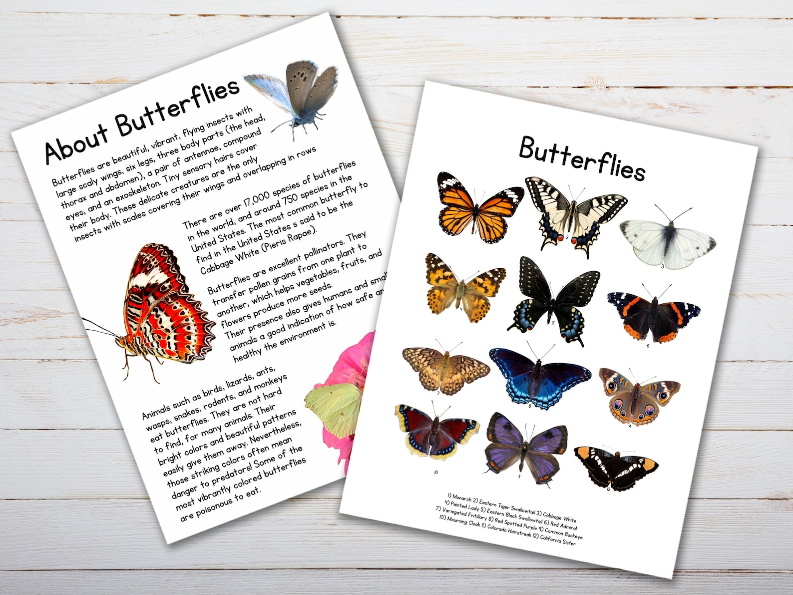 Butterfly Unit Study - Anatomy - Life Cycle - Science - Nature Study ...