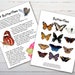 Butterfly Unit Study - Anatomy - Life Cycle - Science - Nature Study ...