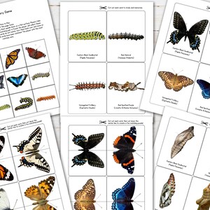 Butterfly Unit Study - Anatomy - Life Cycle - Science - Nature Study ...