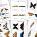Butterfly Unit Study - Anatomy - Life Cycle - Science - Nature Study ...