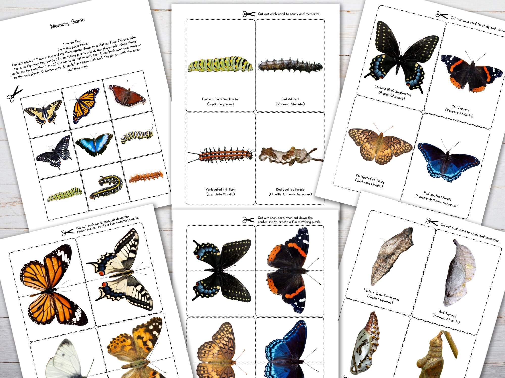 Butterfly Unit Study Anatomy Life Cycle Science Nature Study Montessori ...