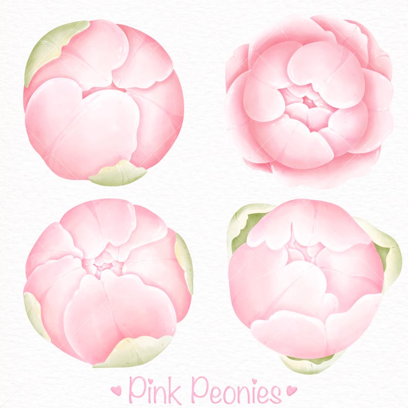 Watercolor Pink Peonies Clipart , Flowers and Leaves Clipart ,floral ...