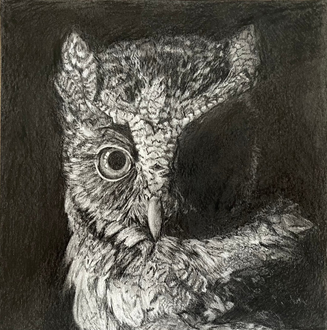 Beautiful Original Graphite Drawing of an Owl - Etsy
