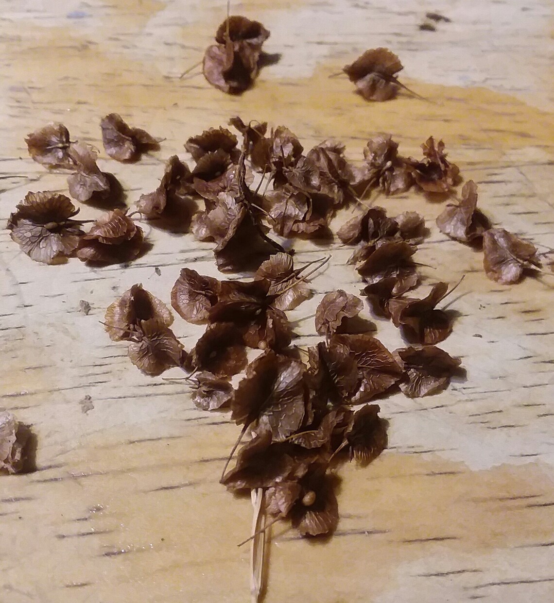 100ct Organic Curly Dock Seed Rumex Crispus Seed - Etsy