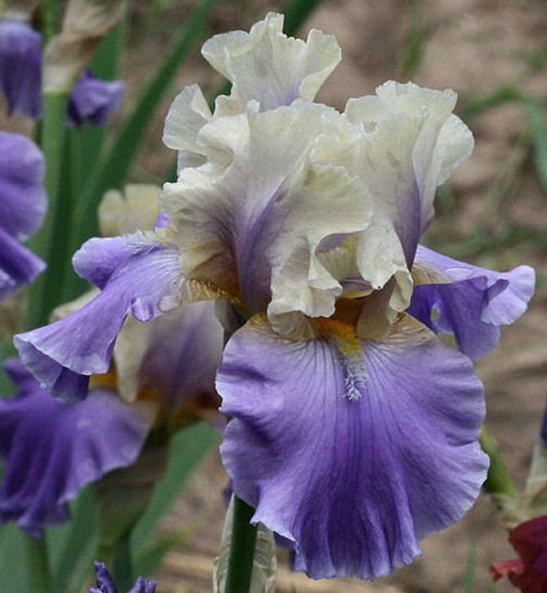 Giant Bearded Iris, 'in Your Dreams', 1 Daughter - Etsy