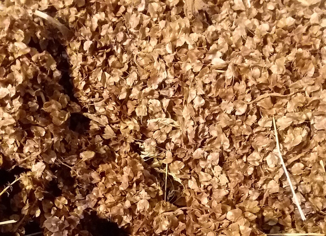 100ct Organic Curly Dock Seed Rumex Crispus Seed - Etsy