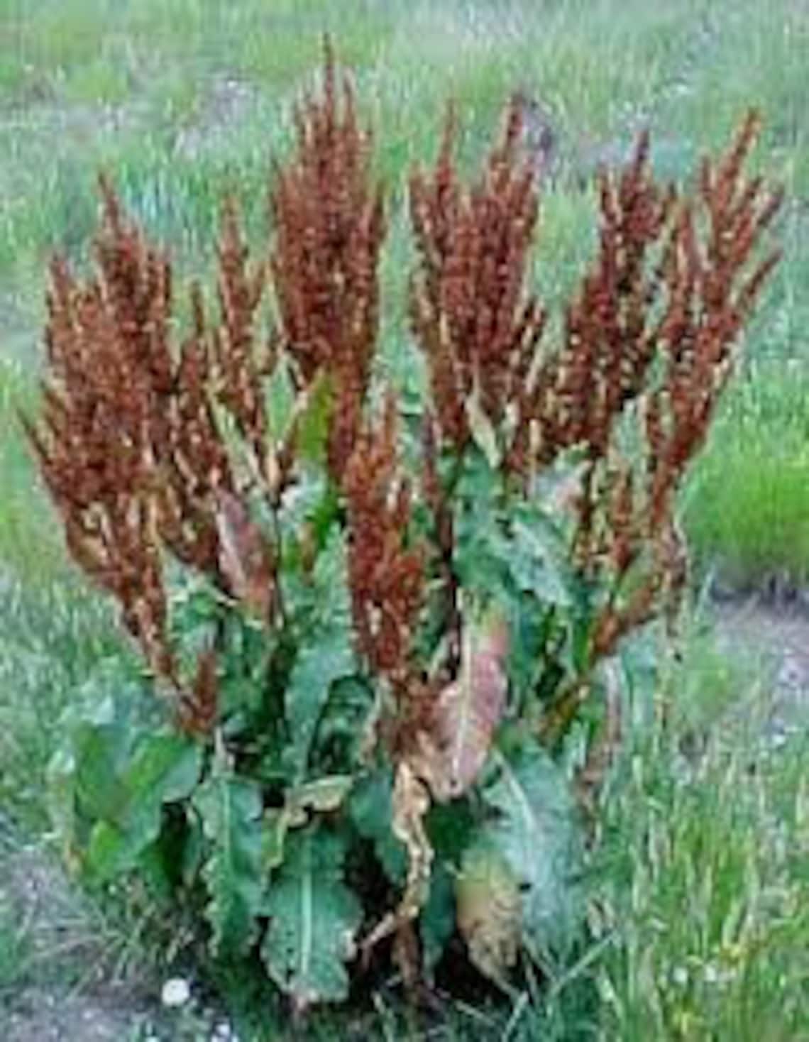 100ct Organic Curly Dock Seed Rumex Crispus Seed - Etsy