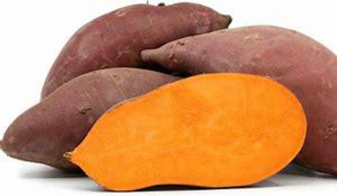 SPRING PREORDER Rooted Garnet Yam Sweet Potato Slips - Etsy