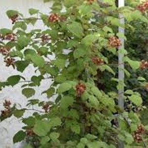 20ct Japanese Wineberry Seed Rubus Phoenicolasius - Etsy