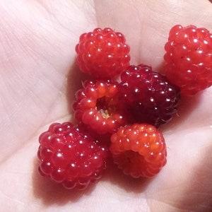 20ct Japanese Wineberry Seed Rubus Phoenicolasius - Etsy