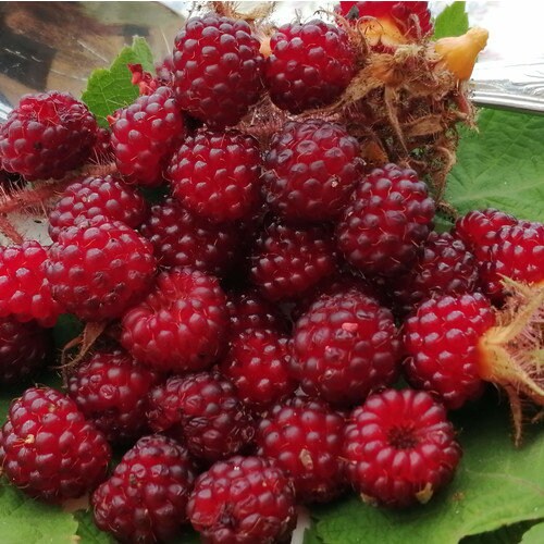20ct Japanese Wineberry Seed Rubus Phoenicolasius - Etsy