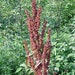 100ct Organic Curly Dock Seed Rumex Crispus Seed - Etsy