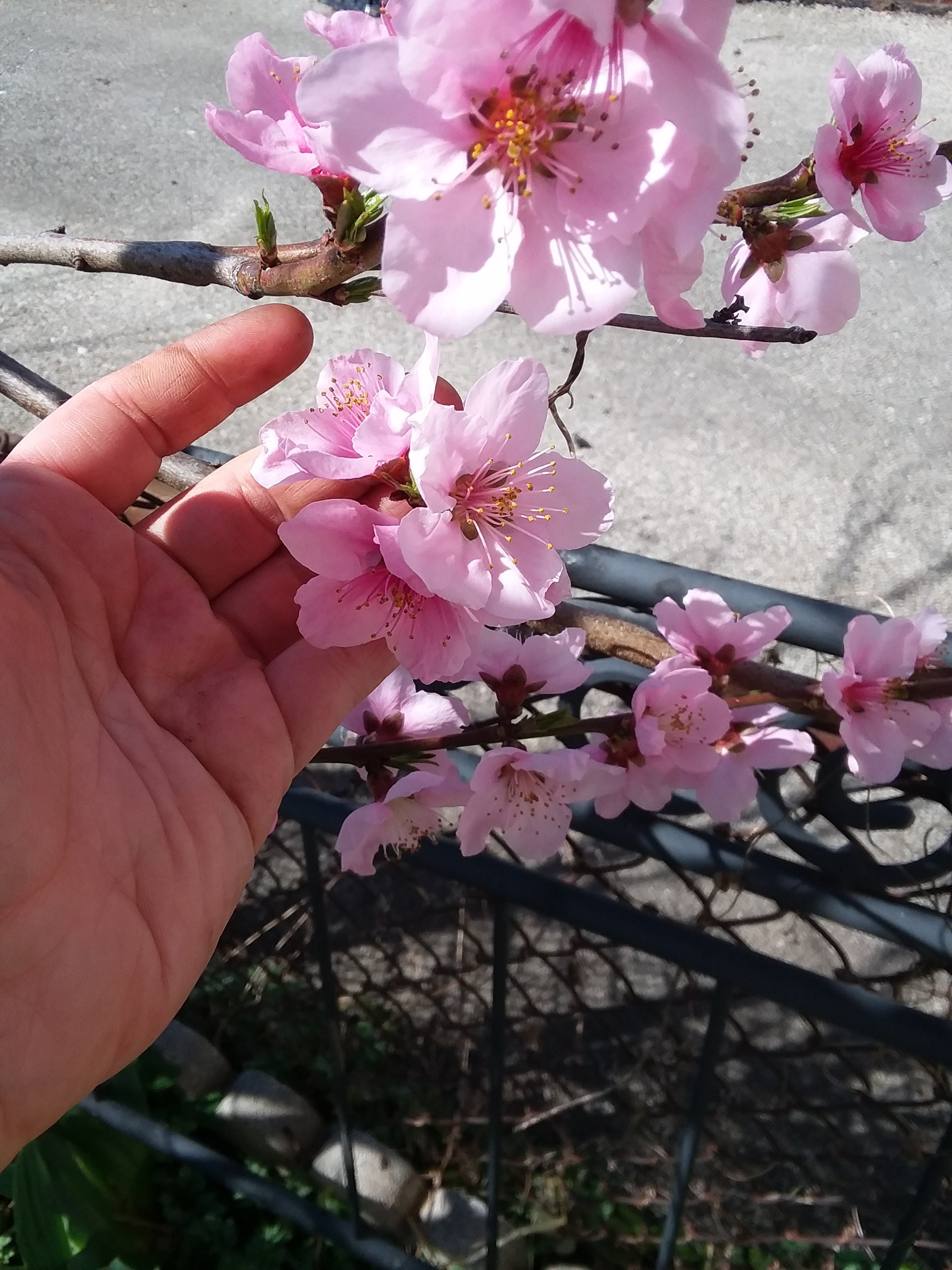 5 Belle of Georgia Peach Cuttings for Rooting, Scionwood Scions - Etsy