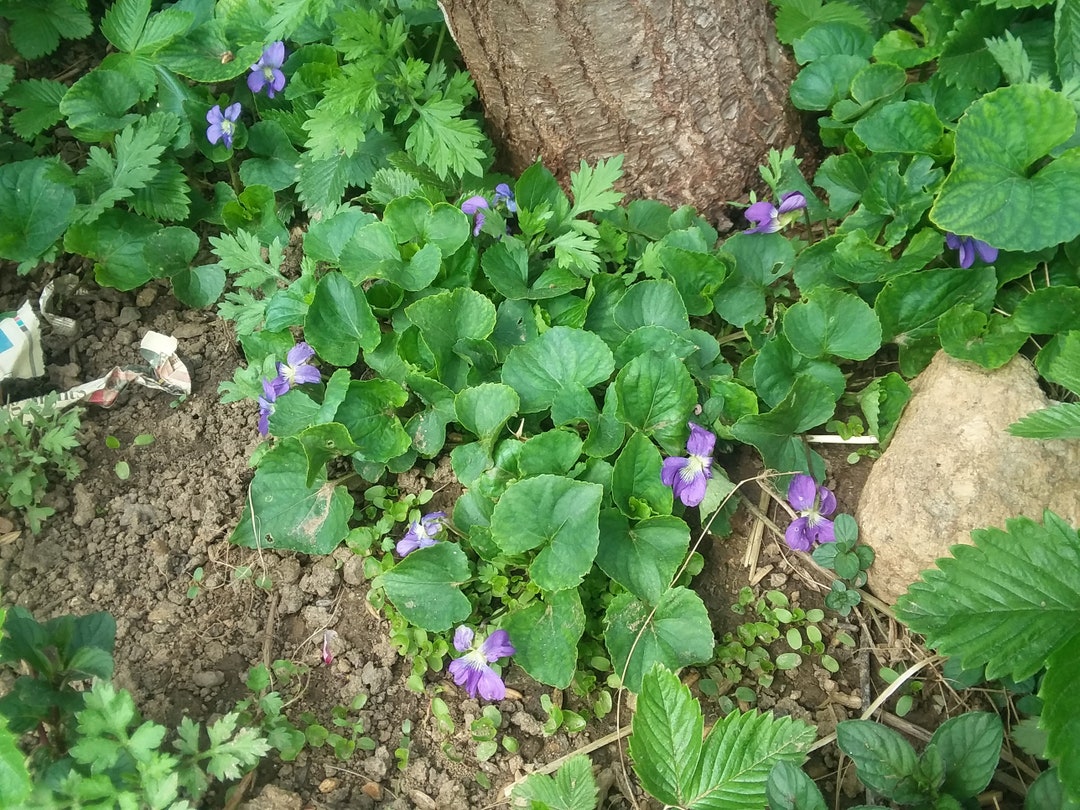 SPRING PREORDER Viola Sororia Common Wood Violet Rhizomes USA Native - Etsy