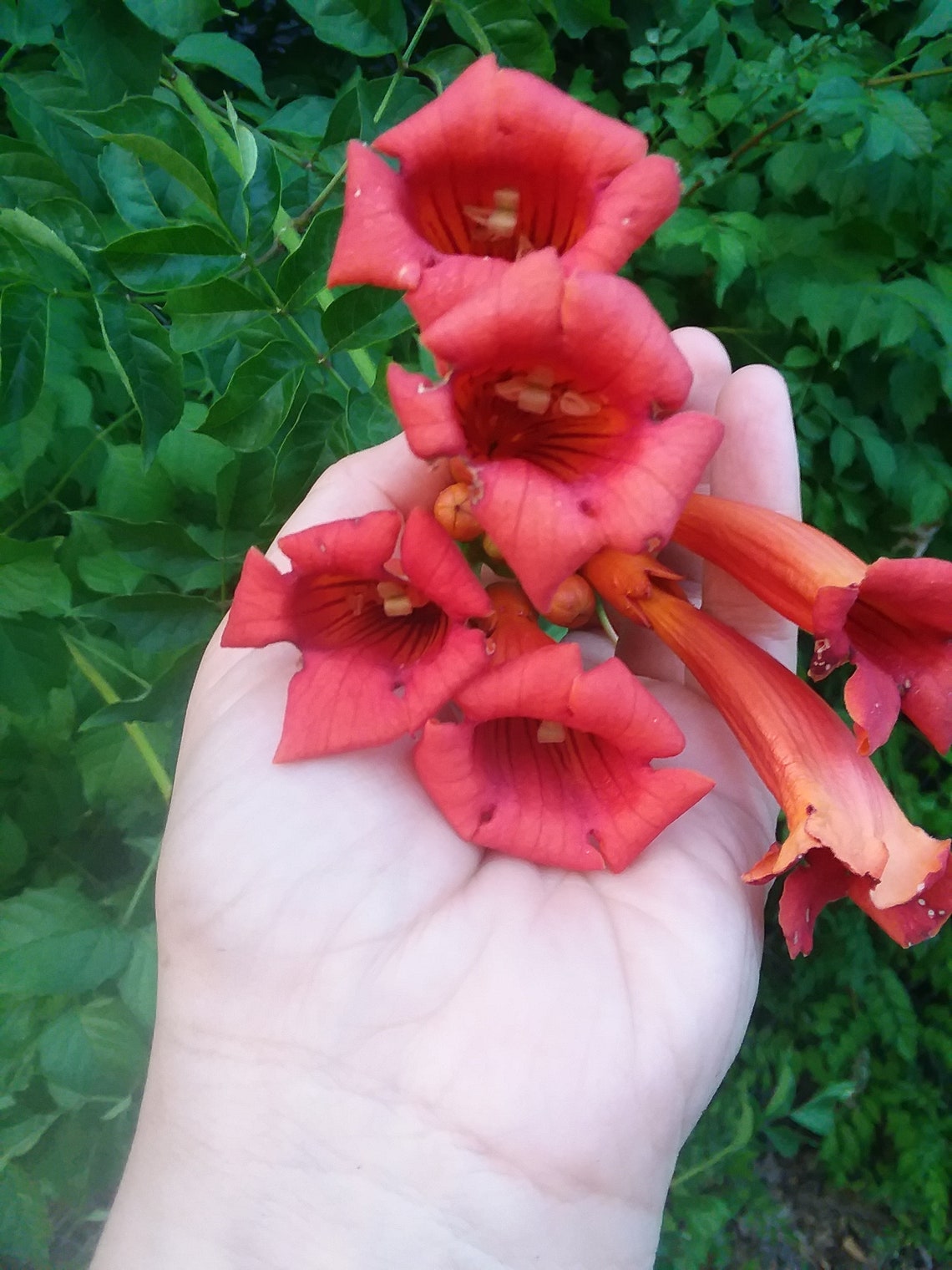 5 Cuttings Red Trumpet Vine Campsis Radicans - Etsy