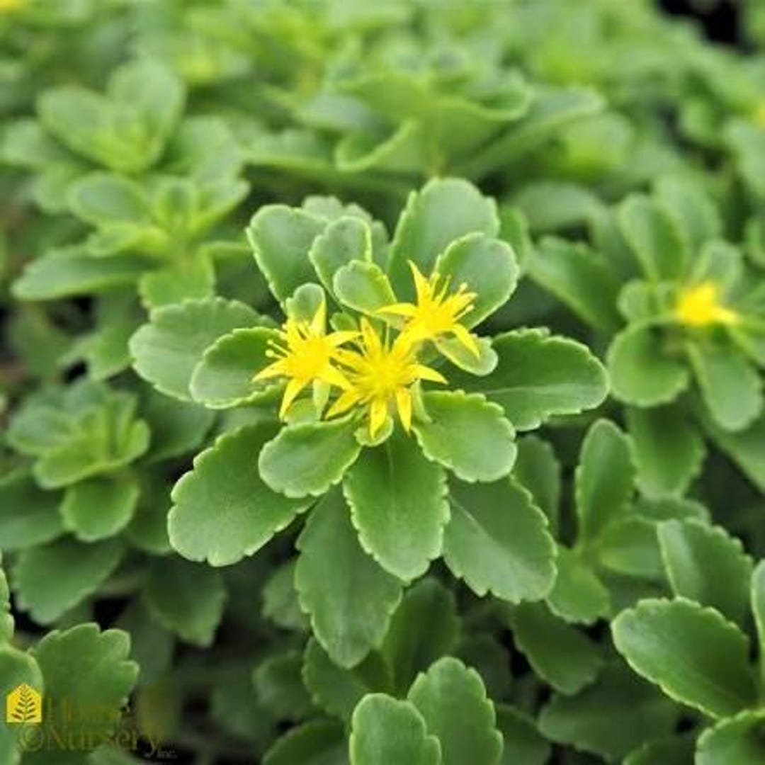SPRING PREORDER Golden Sedum Stonecrop Starter Plant Bareroot Sedum ...