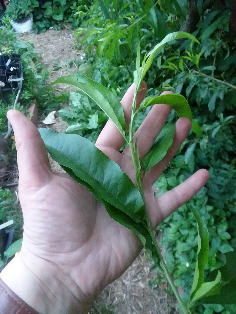 5 Belle of Georgia Peach Cuttings for Rooting, Scionwood Scions - Etsy