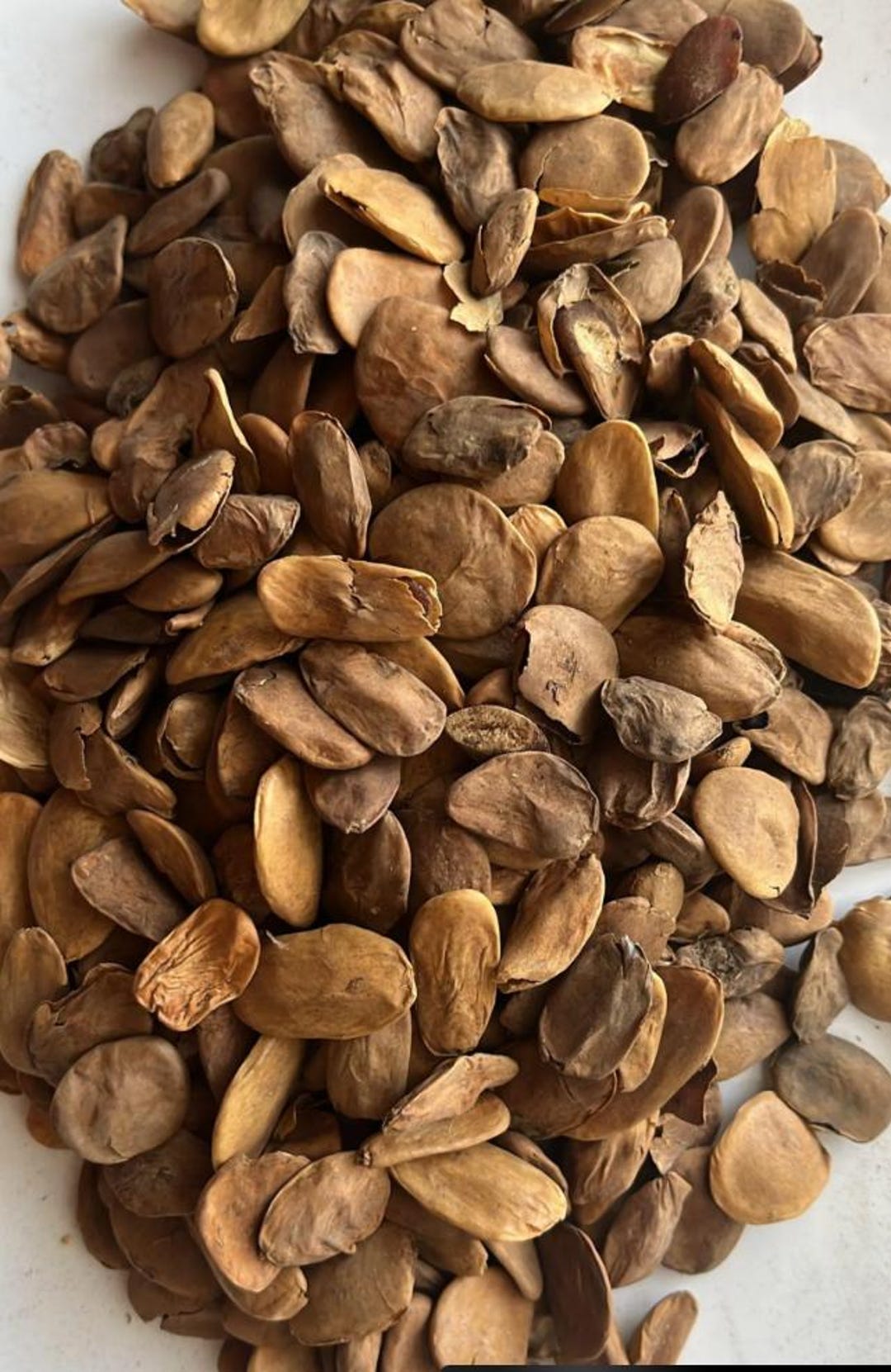 Pure Organic Abere Seeds Hunteria Umbellata AKUAMMA ABEERE 25 Seeds - Etsy