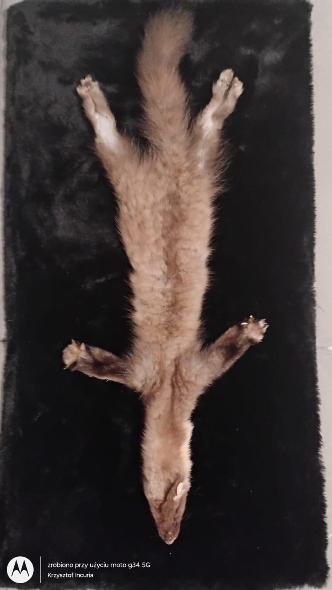 Wild Marten Marten Pelt Skin Hide Fur Taxifermy Measuring Approximately ...