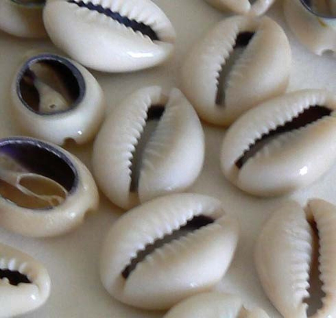 10 Natural Cowry Shell 18-20mm Bead Beads | Etsy