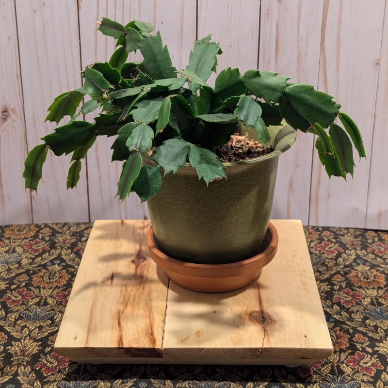 Plant Riser - Etsy