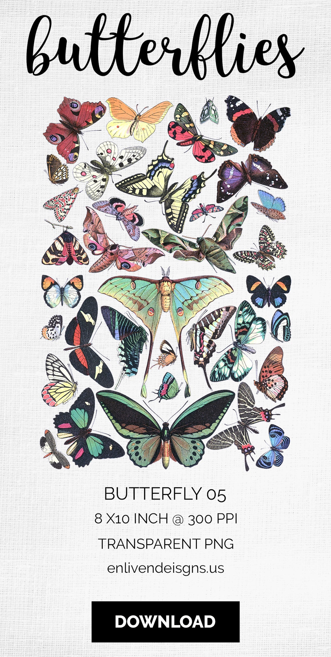 Butterflies Clipart Insect Illustration Commercial Use - Etsy