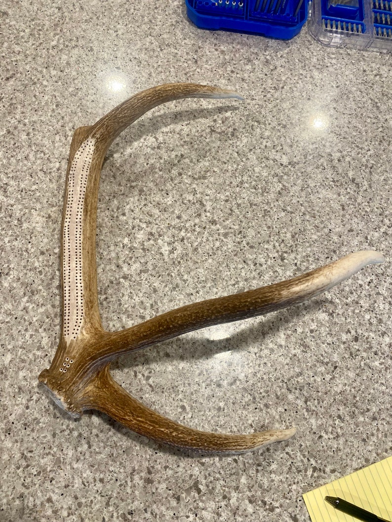 Elk Antler Cribbage Board, Continuous Double Track - Etsy