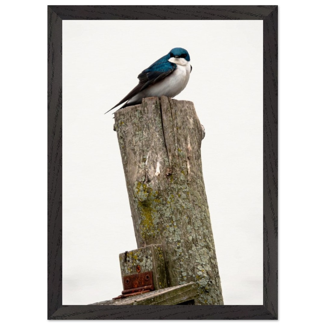 Fine Art Photography Limited Print Tree Swallow on Perch at John Heinz ...