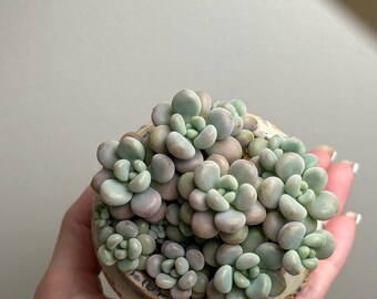 Echeveria Caviar/ Pachyphytum Caviar Imported Succulent - Etsy